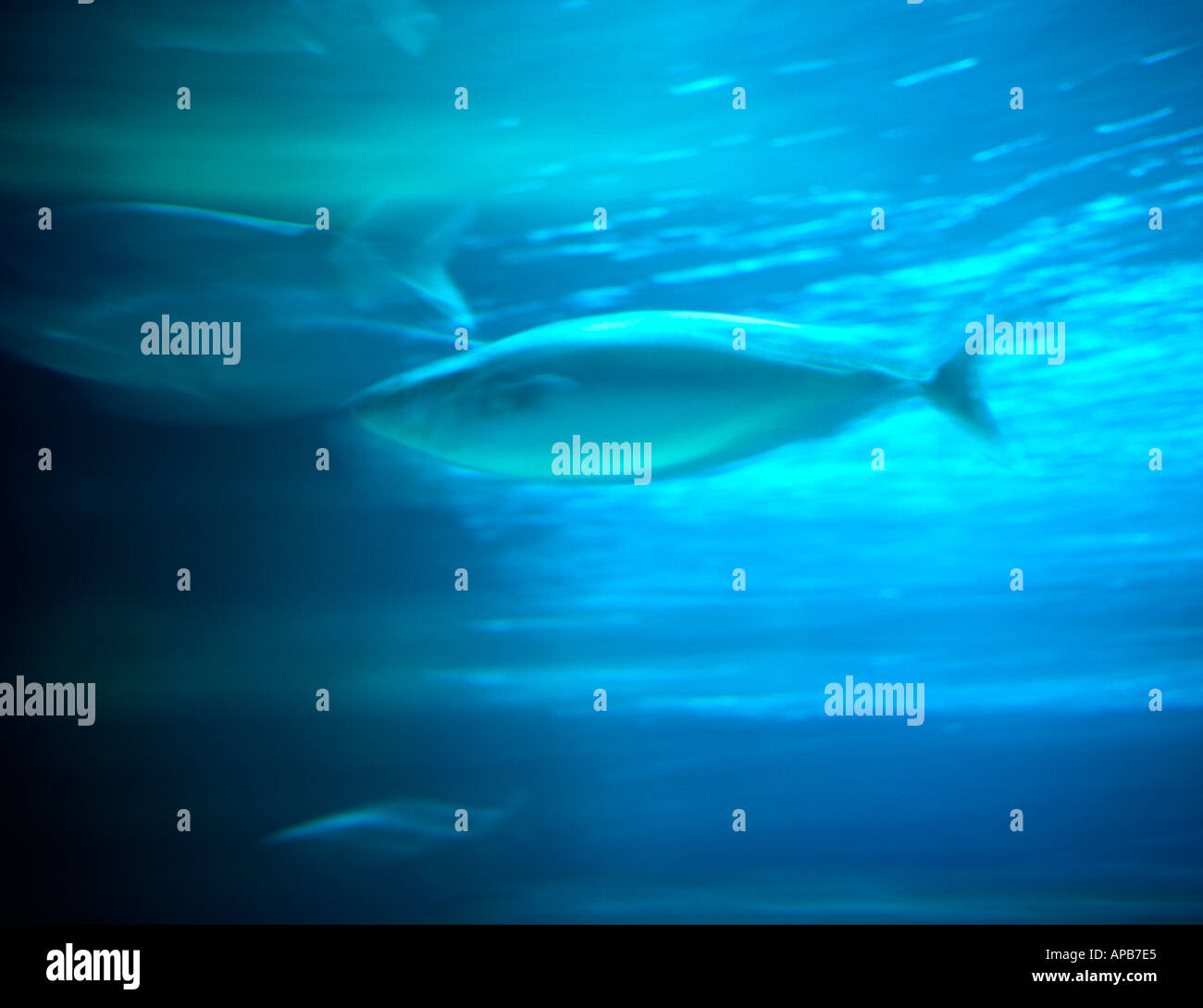 ocean fish speeding through the water Stock Photo - Alamy
