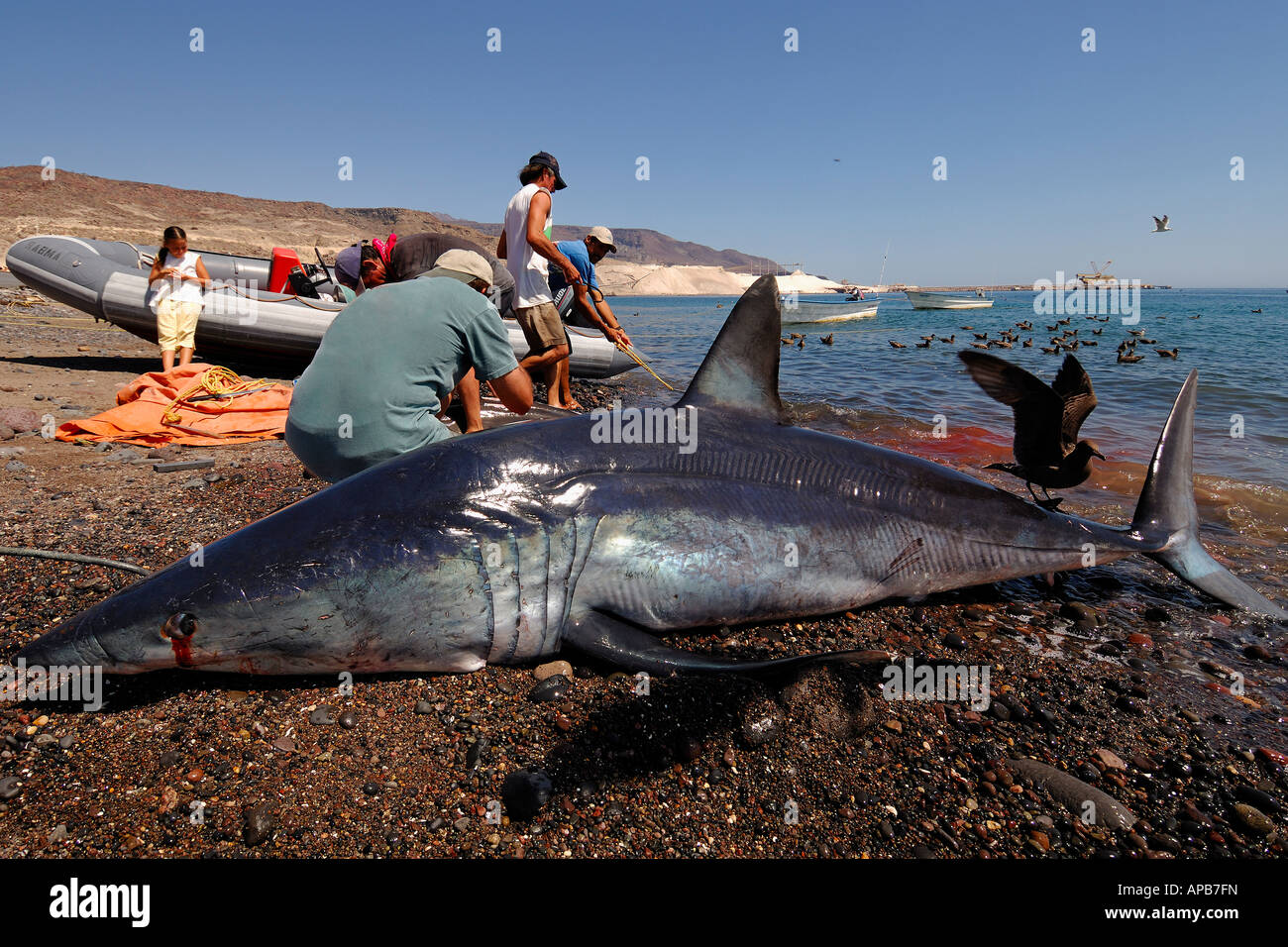 Shark fishing Mako shark Isurus oxyrinchus Sea of Cortez Mexico Stock ...
