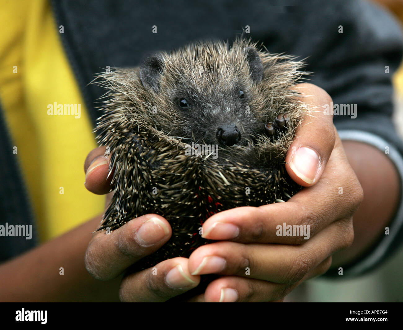 Hedgehog rolled into ball hi-res stock photography and images - Alamy