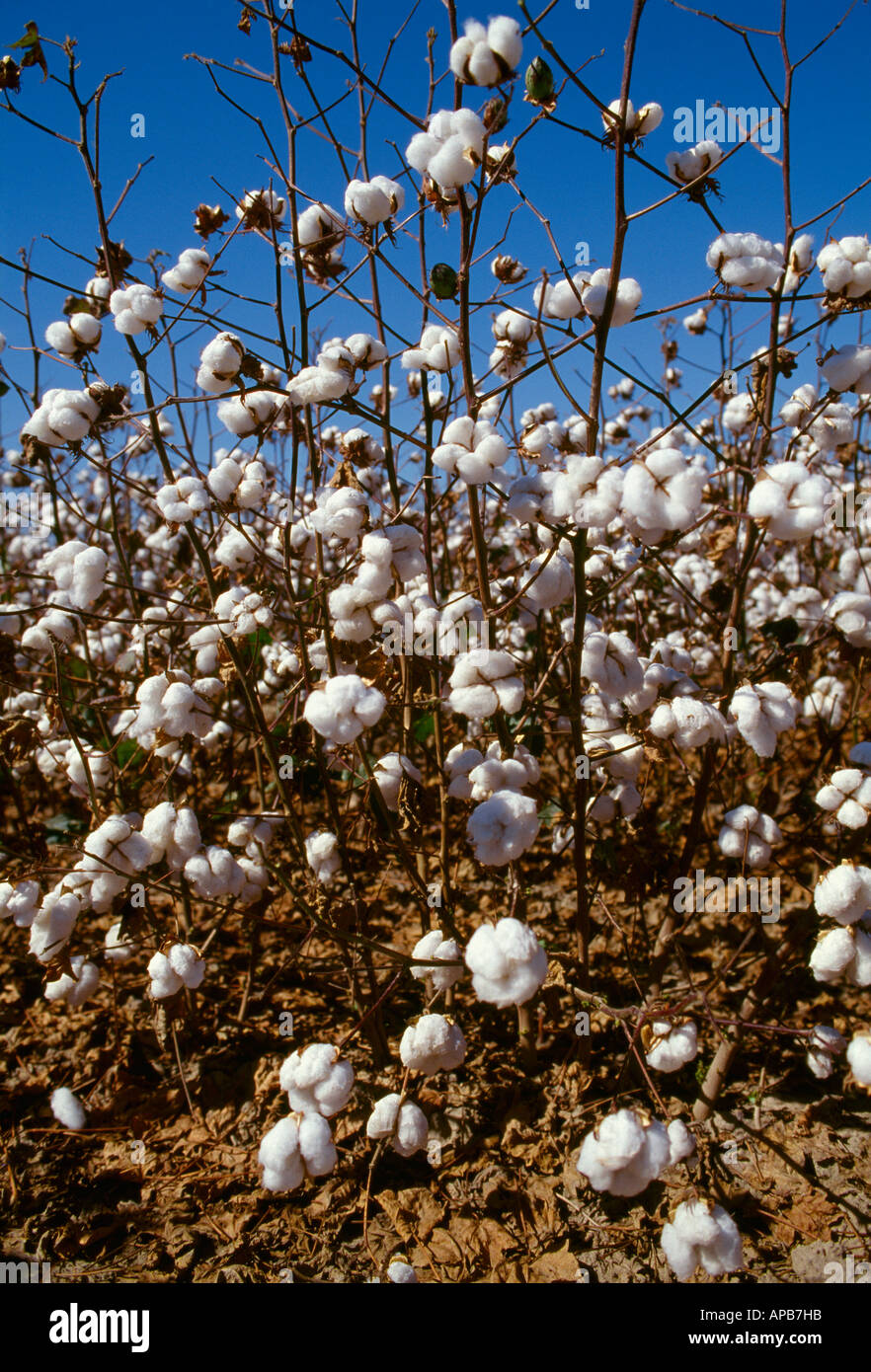 Opening cotton boll hi-res stock photography and images - Alamy