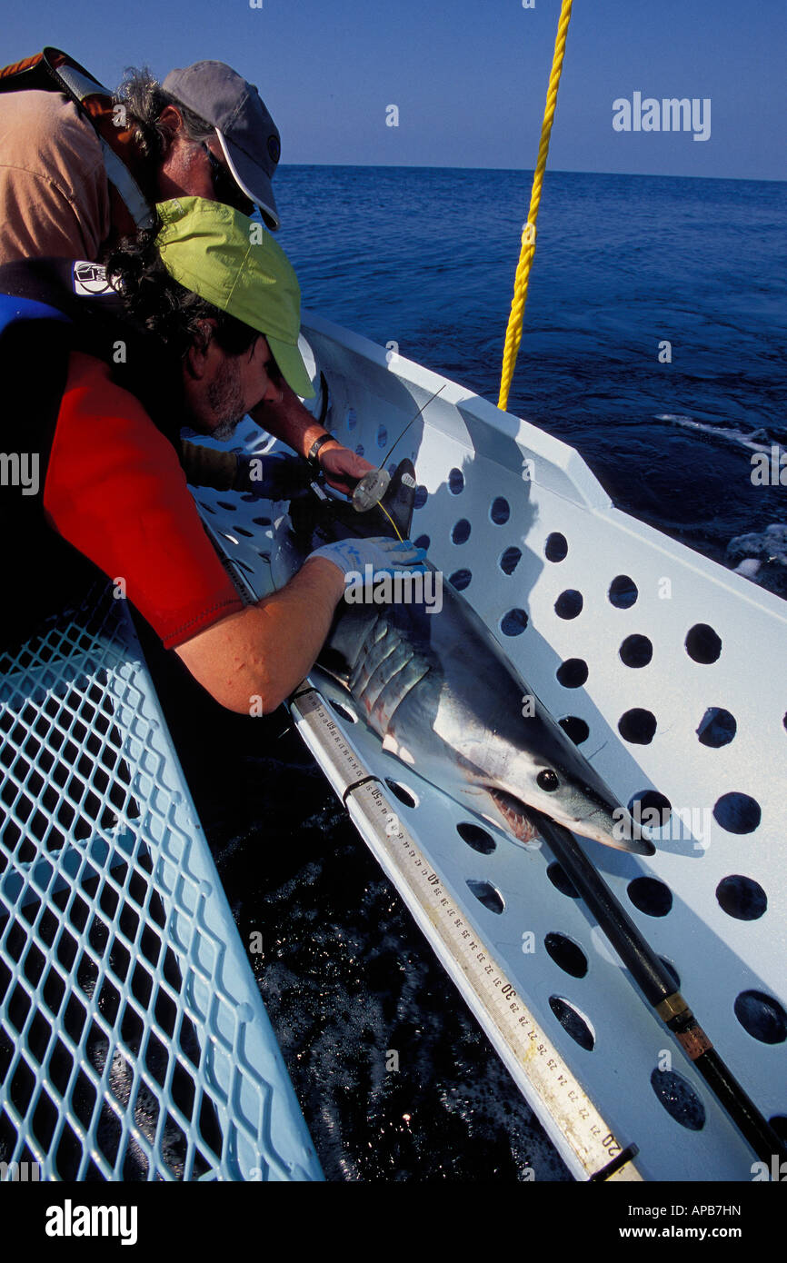 Mako shark Isurus oxyrinchus satellite tagging California Pacific Ocean ...