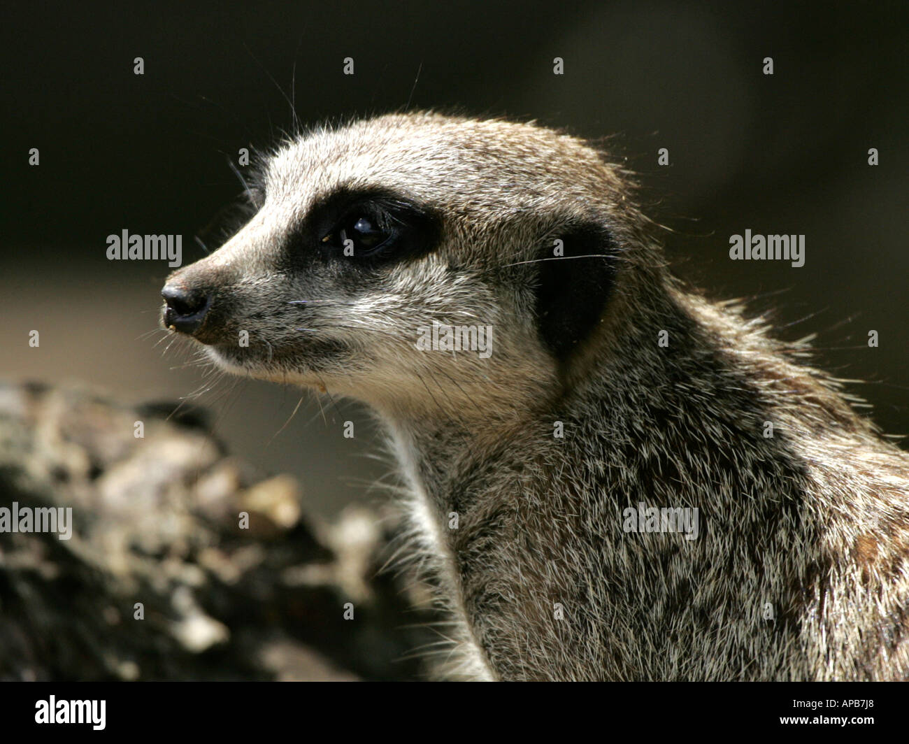 Meer cat cute hi-res stock photography and images - Alamy
