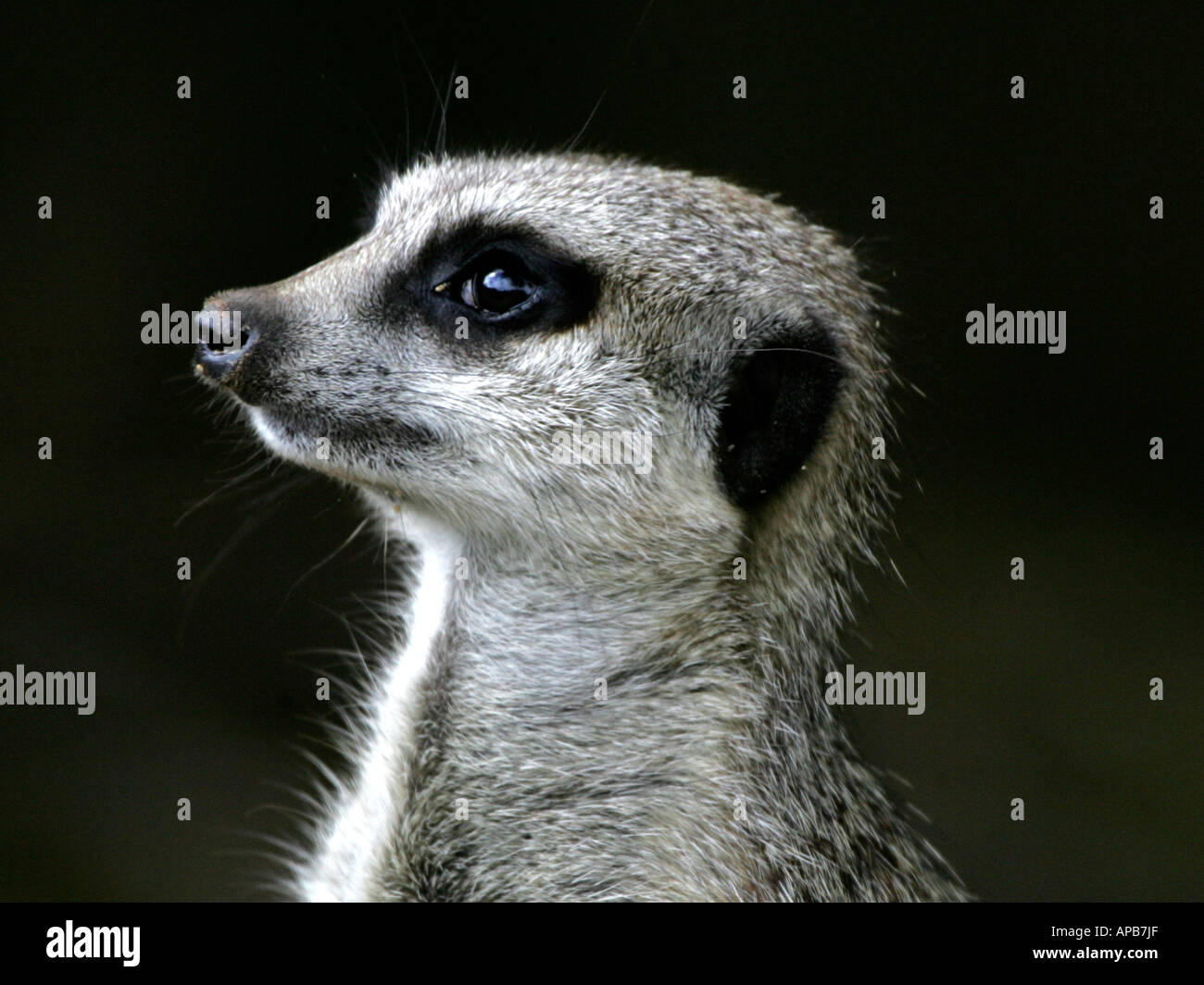Portrait of a meercat Stock Photo - Alamy