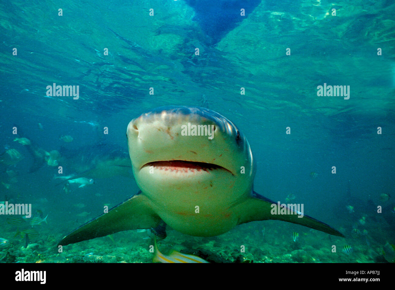 Bull shark Carcharinus leucas Stock Photo - Alamy