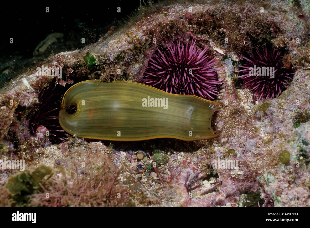 Shark egg case hi-res stock photography and images - Alamy