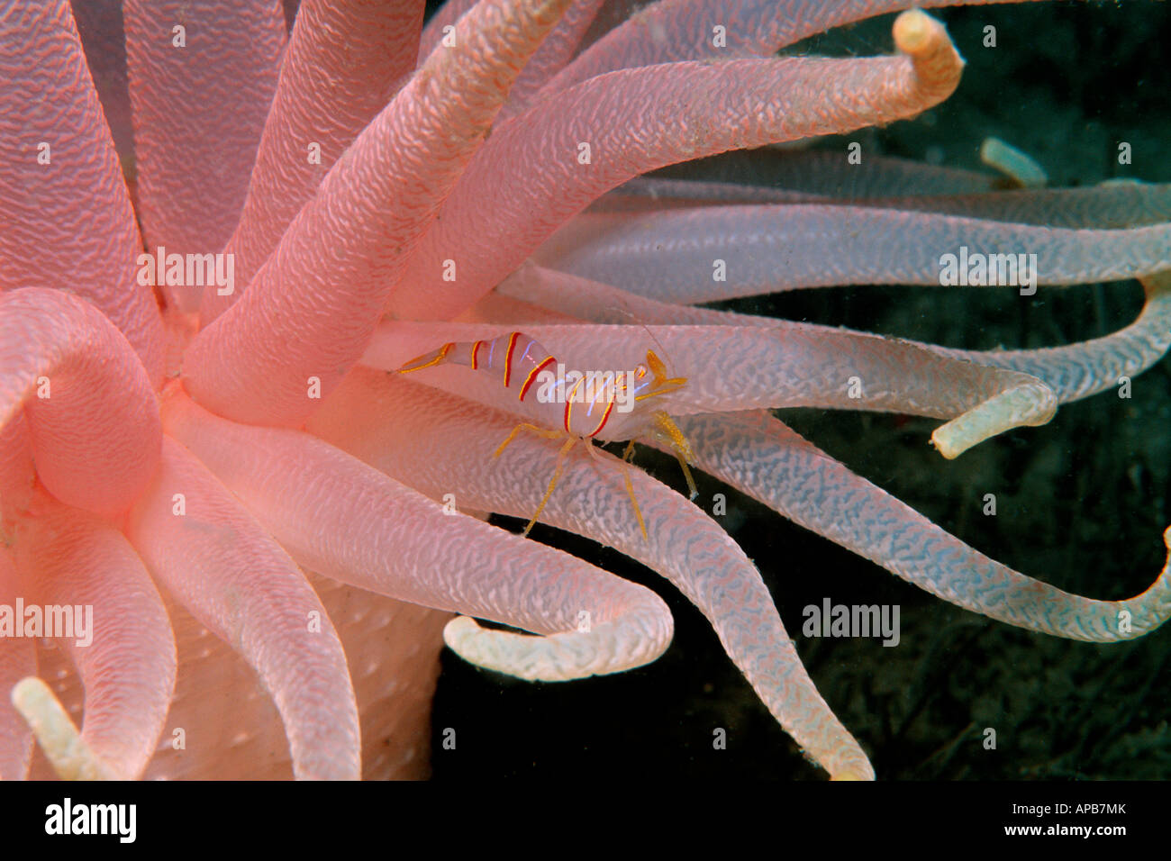 Candy stripe shrimp Lebbeus grandimanus on Crimson anemone Alaska ...