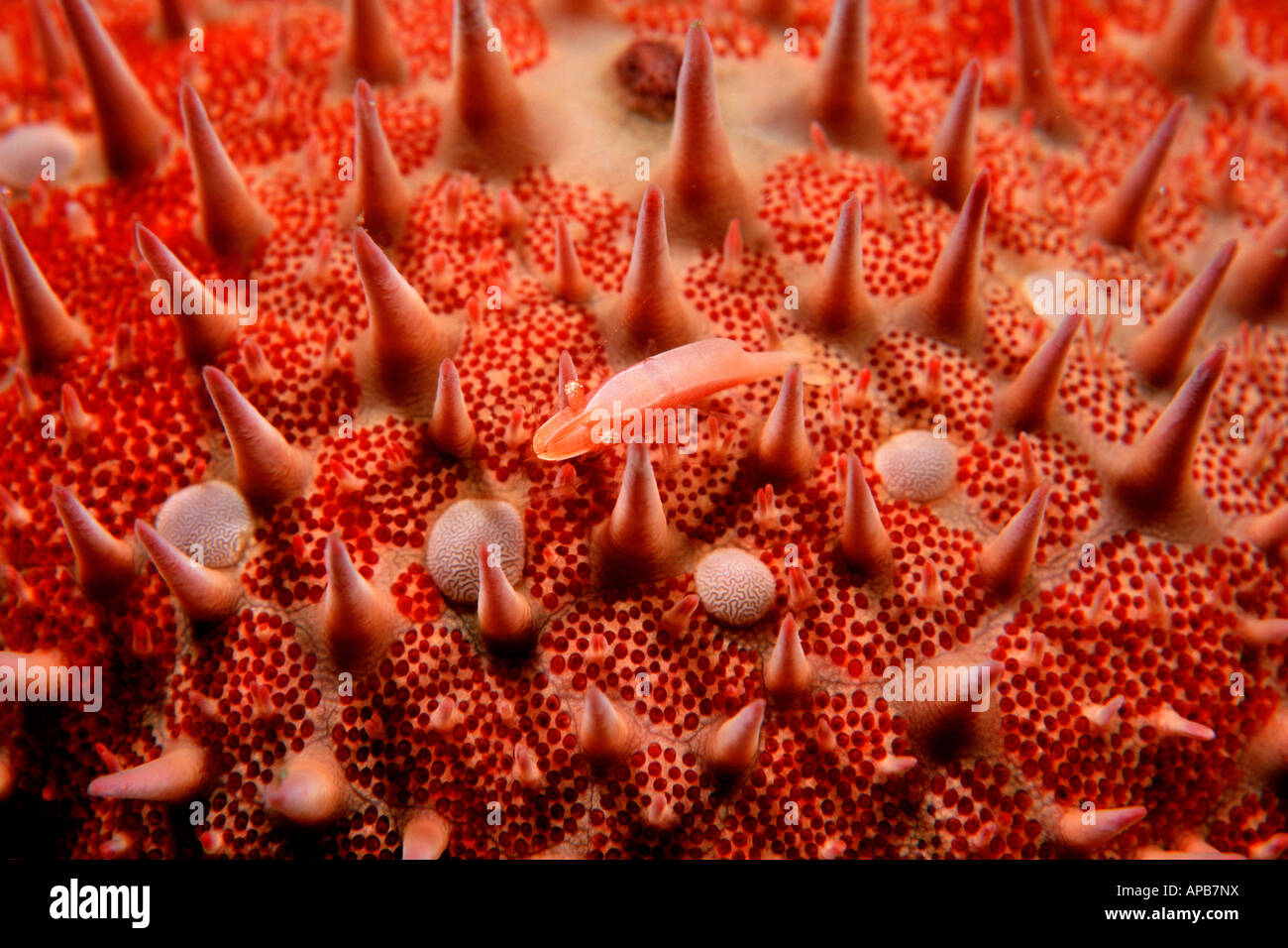 Sea star shrimp Periclimenes soror on Crown of thorns sea star Stock ...