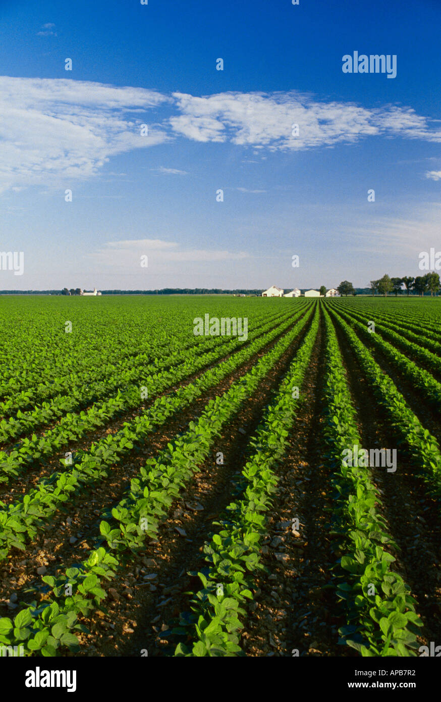 Agriculture - Mid growth conventional tillage soybean field with a ...