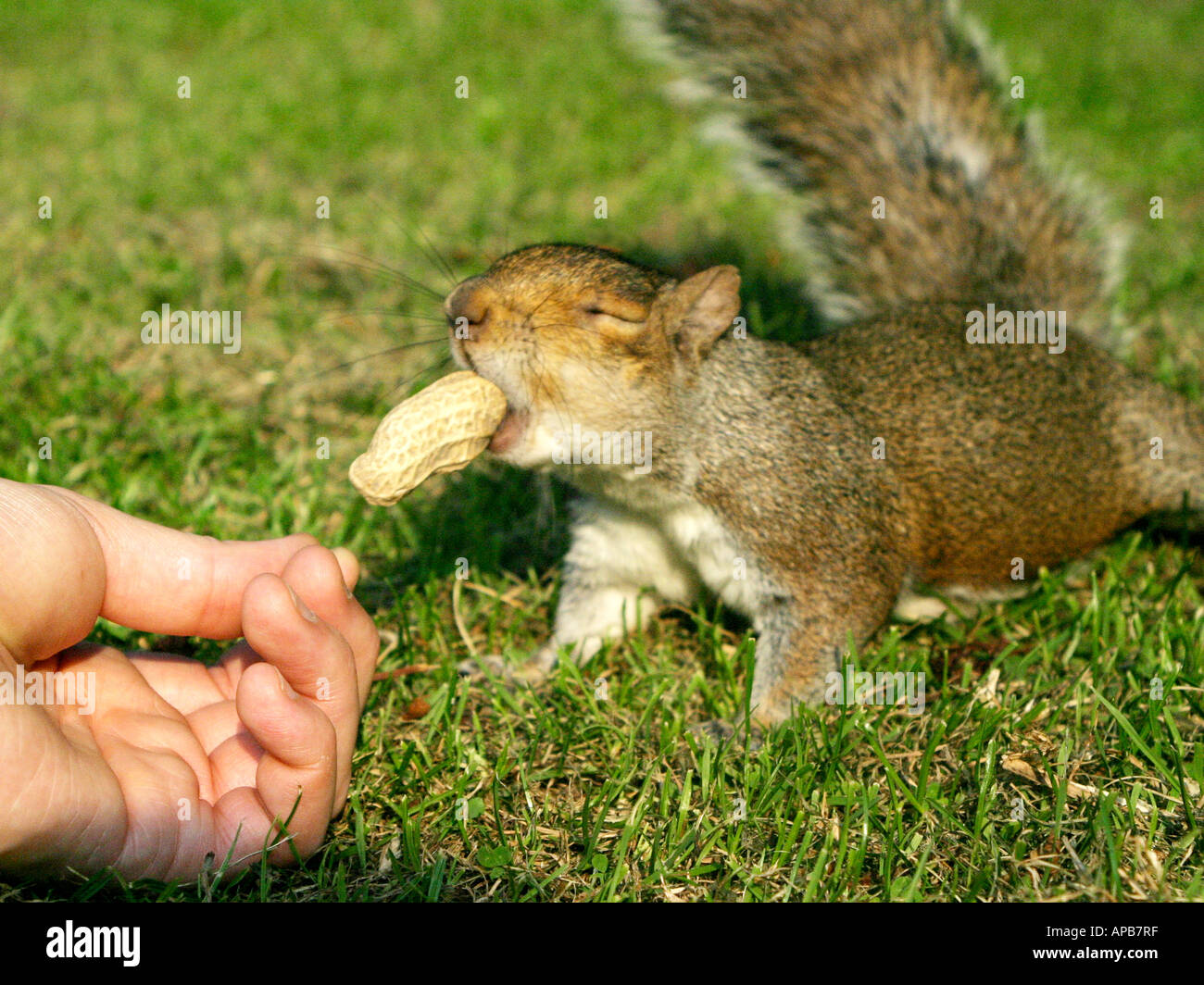 A grey squirrel being fed by hand Stock Photo - Alamy