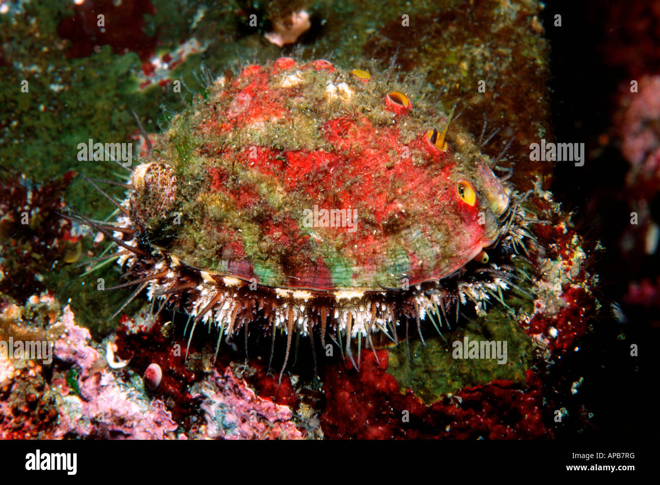 Pink abalone Haliotis corrugata British Columbia Pacific Ocean Stock ...