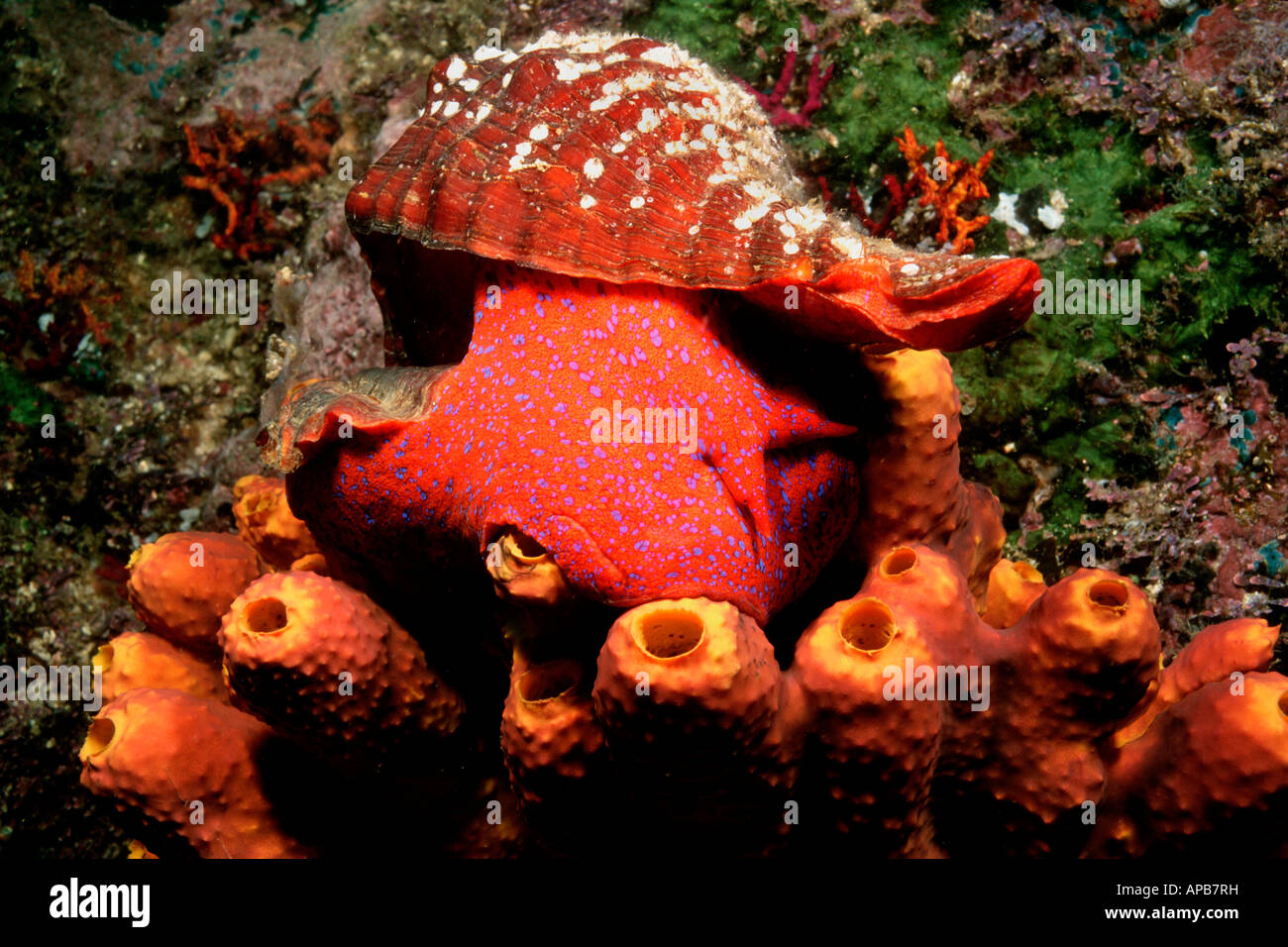 Panamic horse conch Pleuroploca princeps is the largest snail in the ...