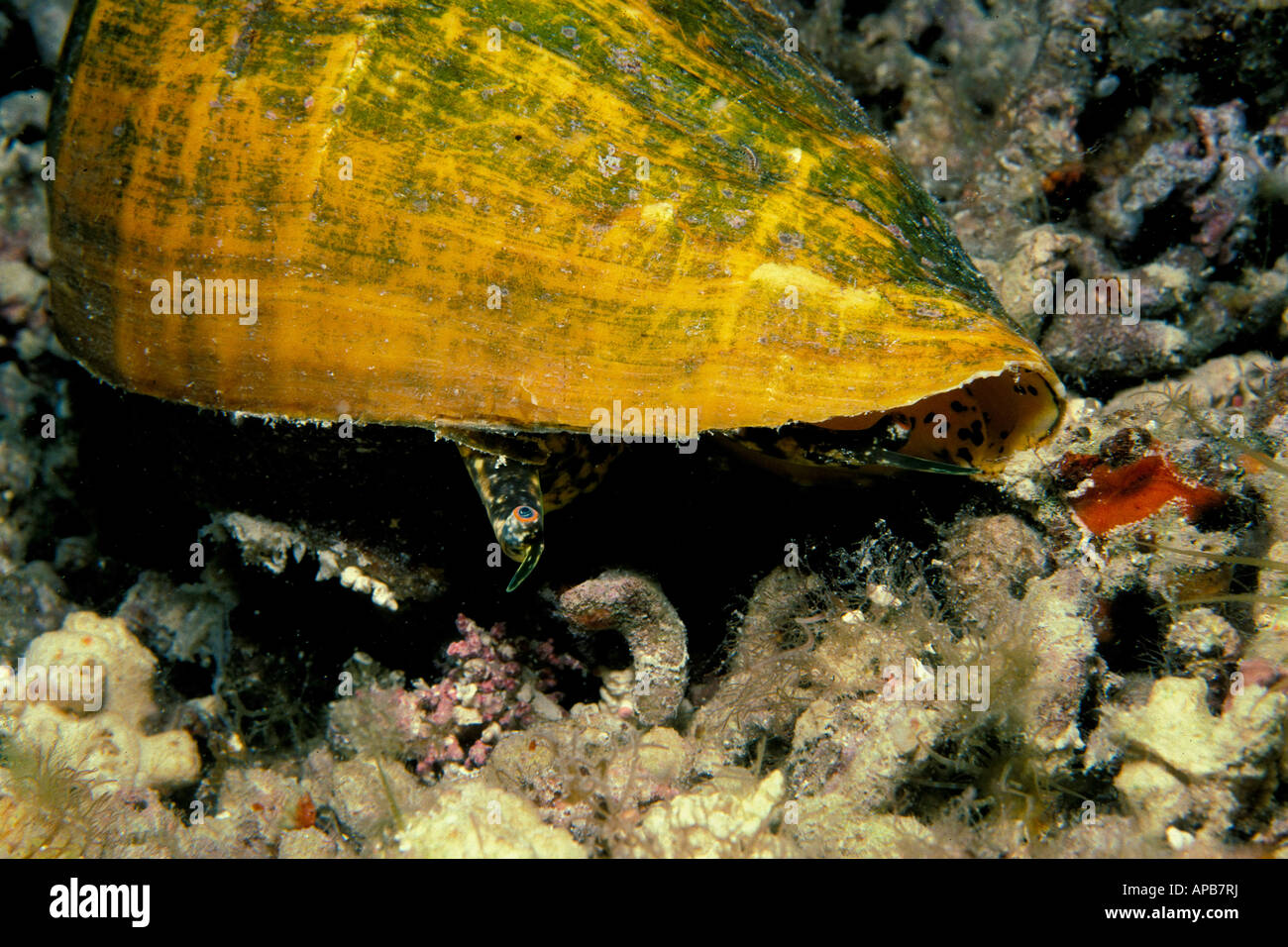 Fergusons cone Conus fergusoni has a poisonous sting to humans Mexico ...