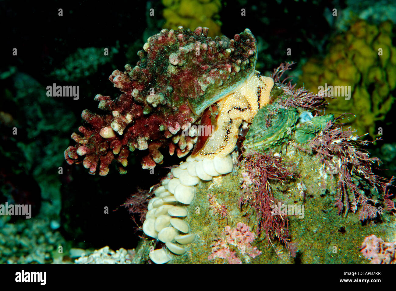 Kellets hi-res stock photography and images - Alamy