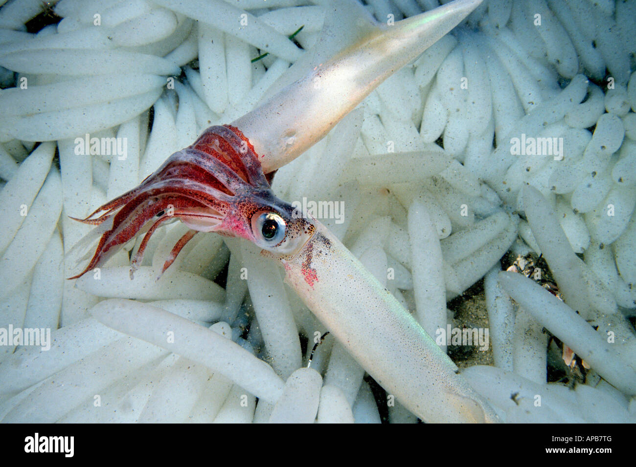 Market squid Loligo opalescens mating Stock Photo - Alamy