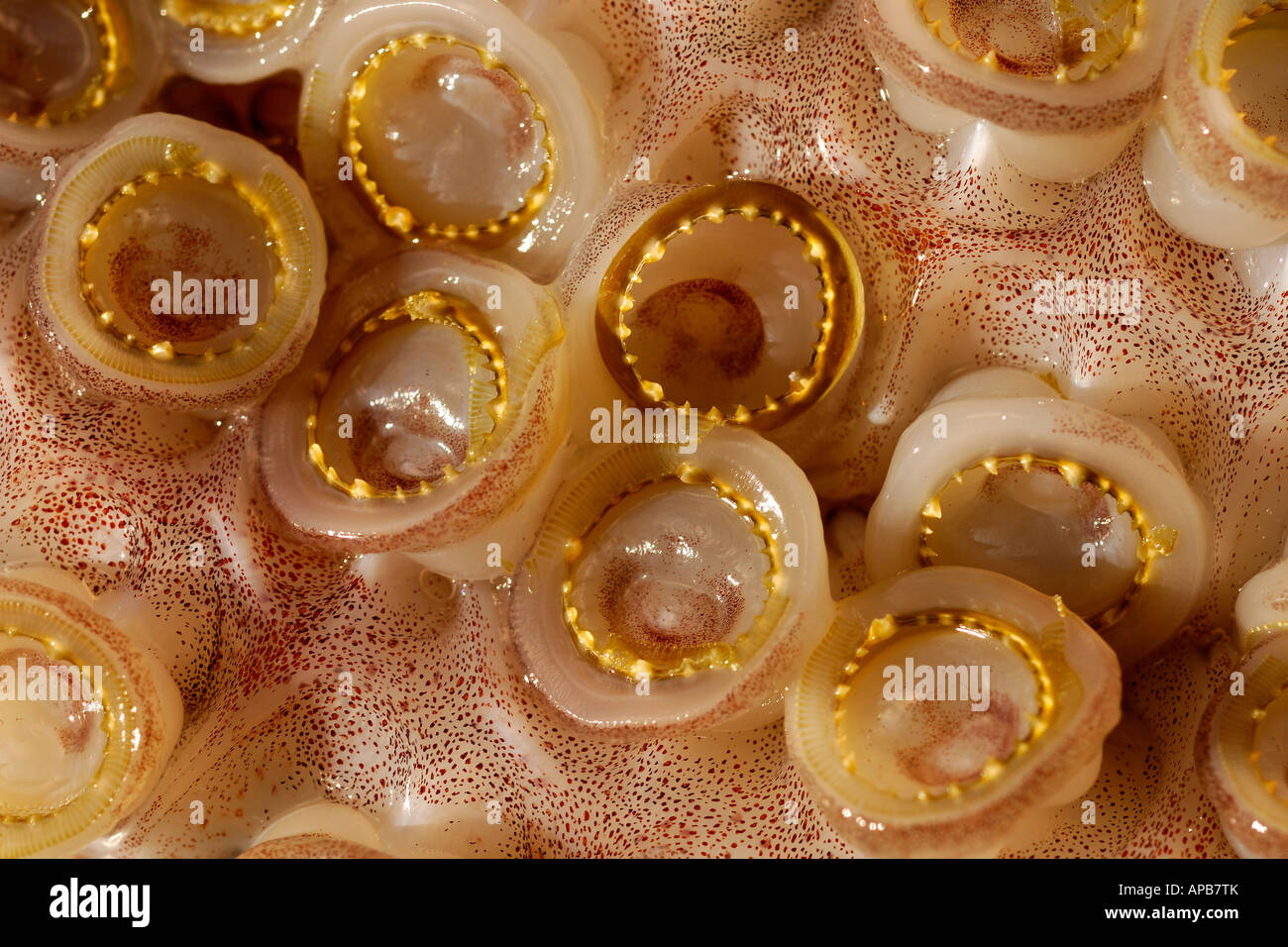 Giant Squid Suction Cups