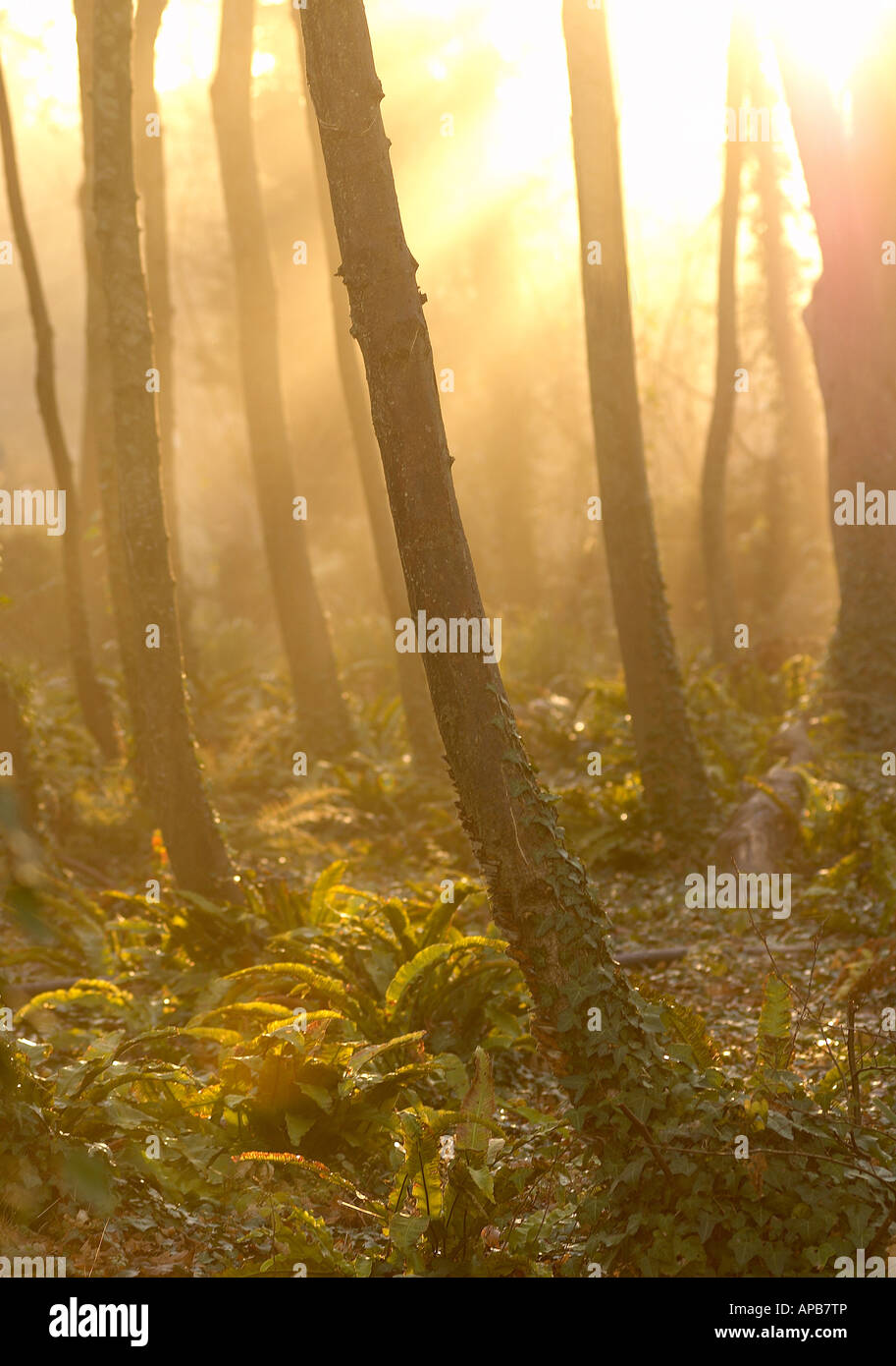 Sunlight through the woods hi-res stock photography and images - Alamy