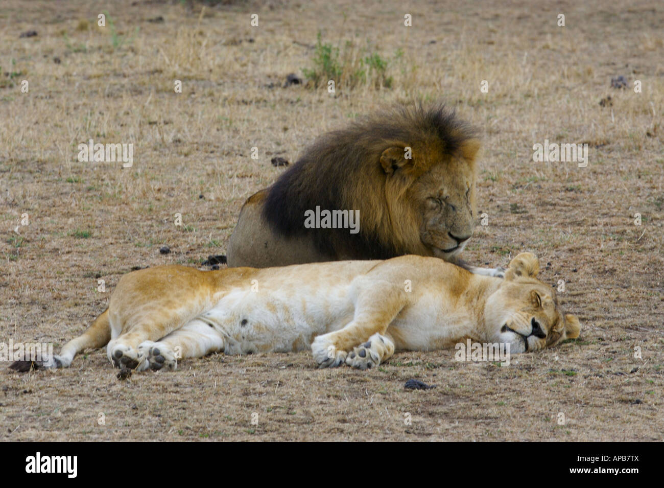 African Mating Lions Stock Photo - Alamy