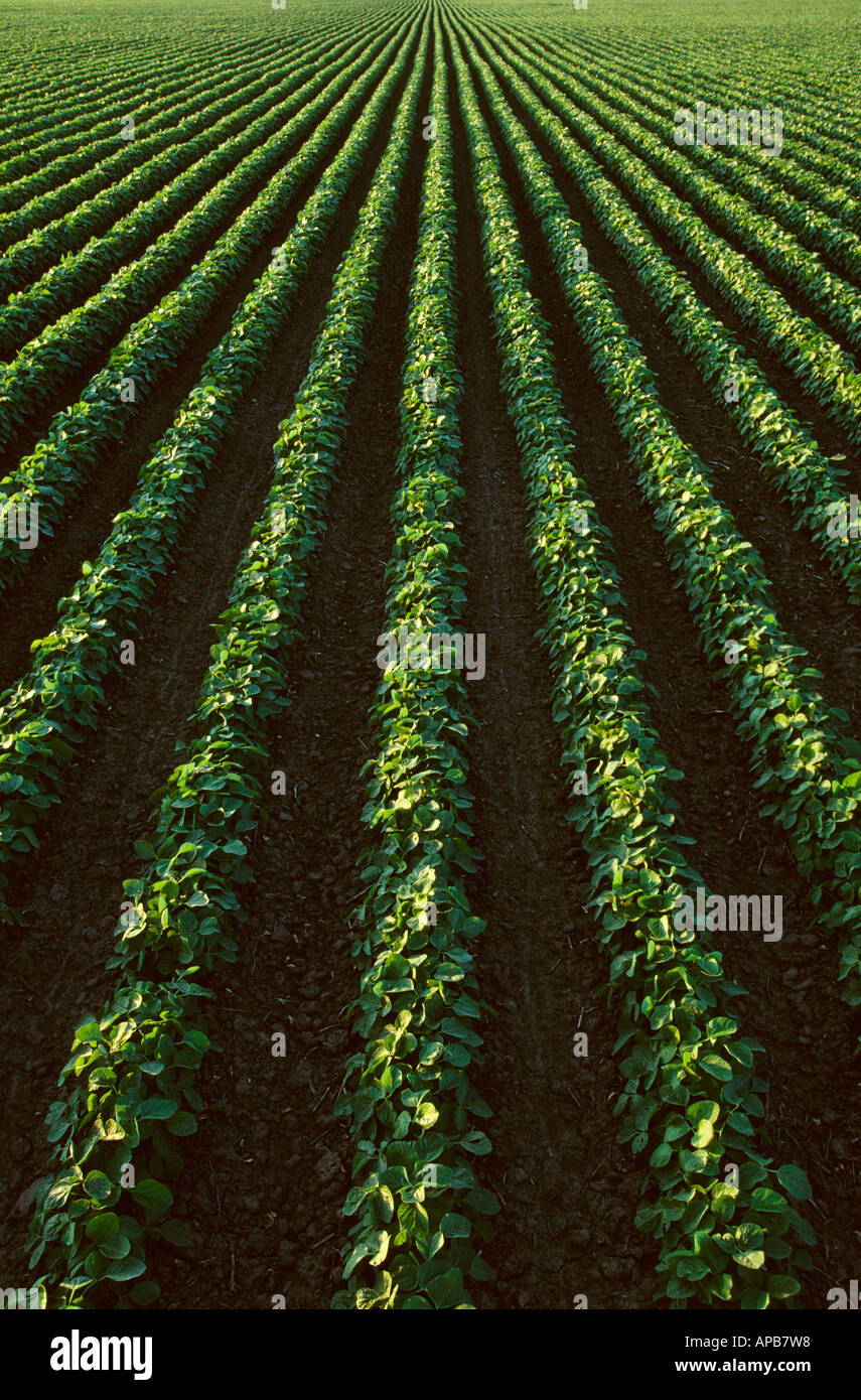 Soybean Field High Resolution Stock Photography and Images - Alamy