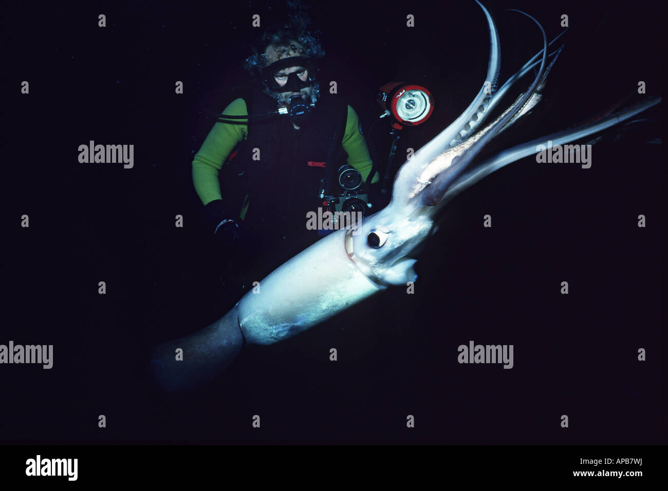 Humboldt squid underwater hi-res stock photography and images - Alamy