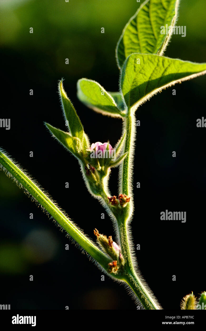 Soybean flowers hi-res stock photography and images - Alamy
