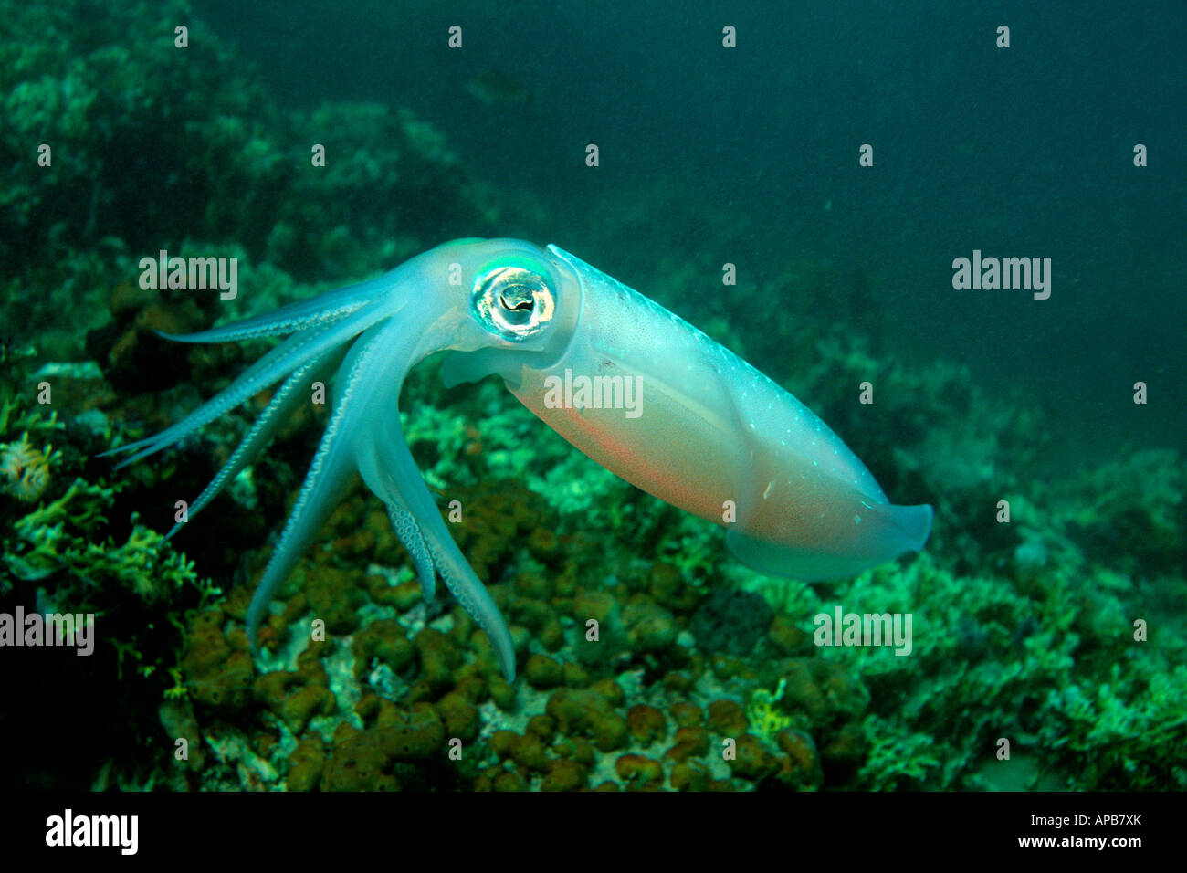 Caribbean reef squid Sepioteuthis sepioidea Venezuela Atlantic Ocean ...
