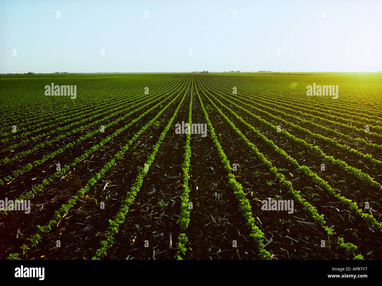 Agriculture - Early growth no-till soybean field in corn residue, at ...
