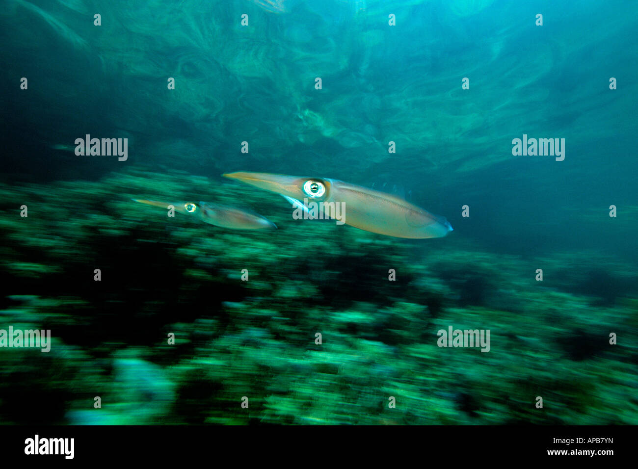 Tentacles showing hi-res stock photography and images - Alamy