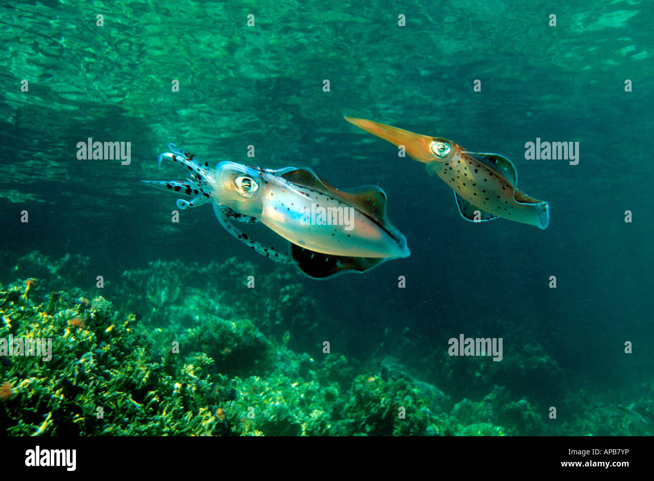 Caribbean reef squid mating hi-res stock photography and images - Alamy