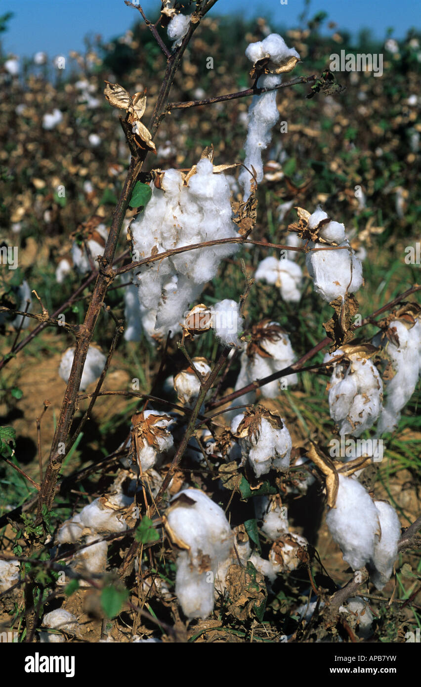 Damaged Cotton Crop High Resolution Stock Photography and Images - Alamy