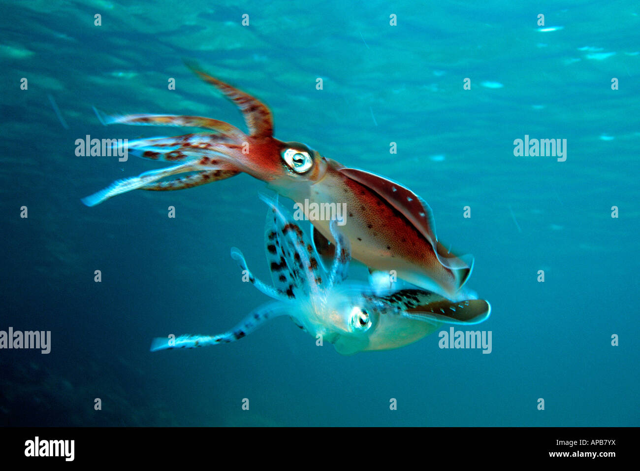 Caribbean reef squid threat display Sepioteuthis sepioidea Venezuela ...