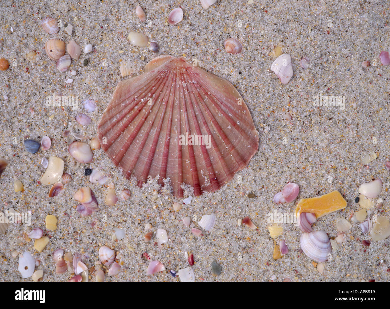 Fragile flotsam hi-res stock photography and images - Alamy