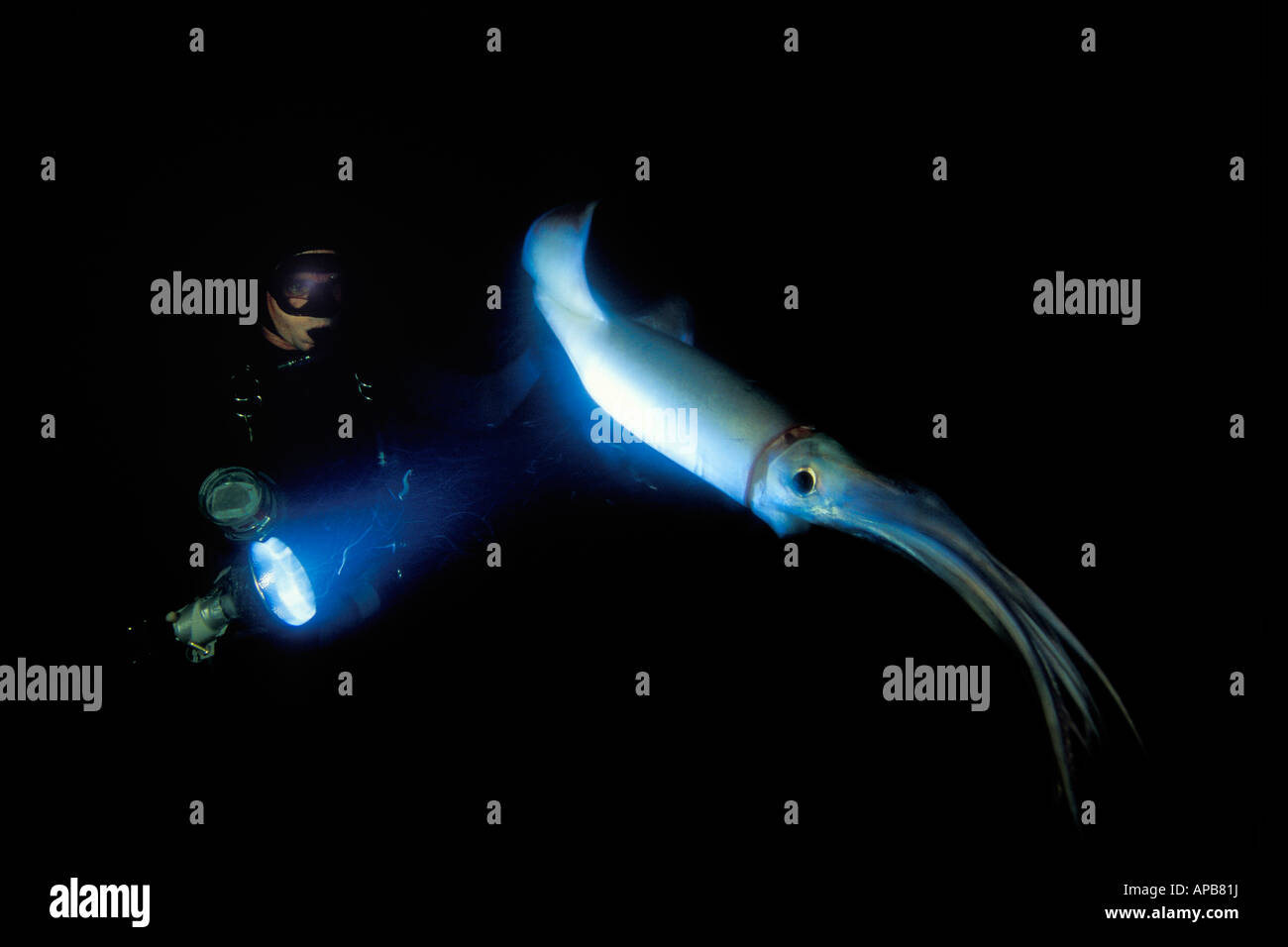 Humboldt squid Dosidicus gigas Sea of Cortez Mexico Stock Photo - Alamy