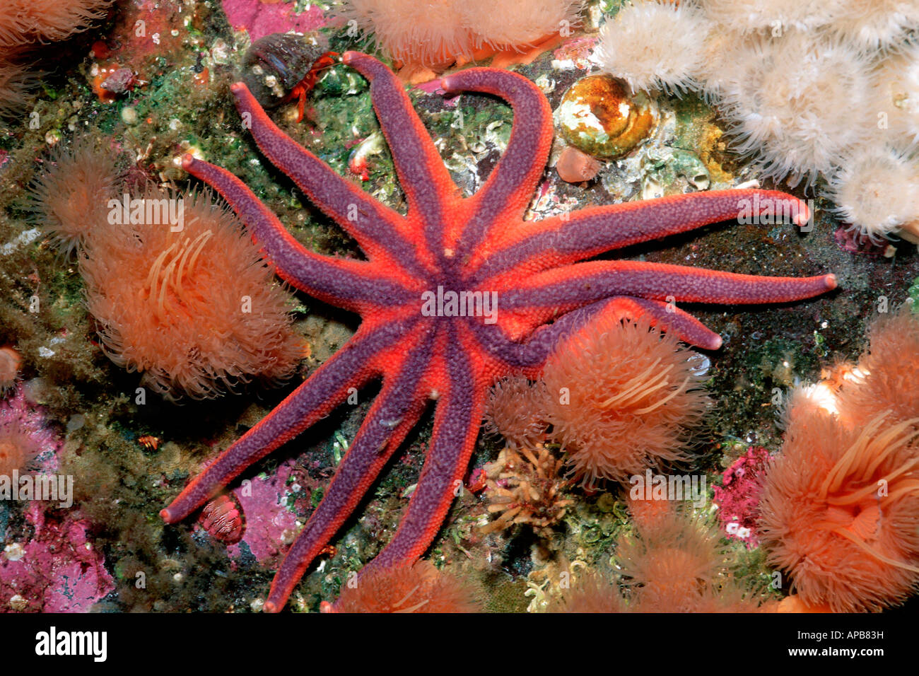 Stimpsons sun star Solaster stimpsoni Stock Photo - Alamy