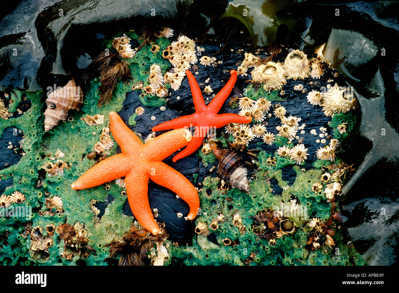 Blood star Henricia leviuscula Stock Photo - Alamy