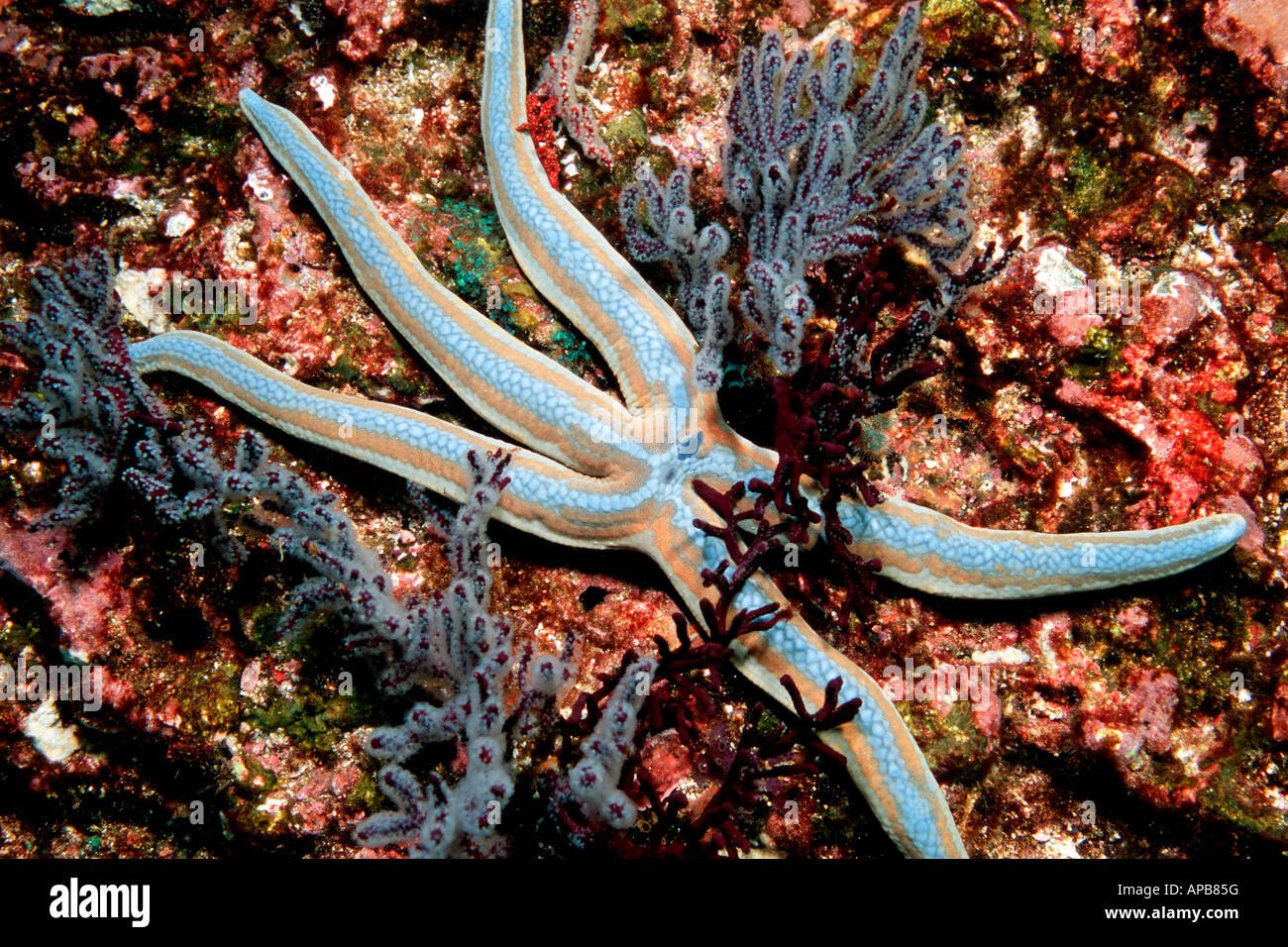 Tan star fish hi-res stock photography and images - Alamy