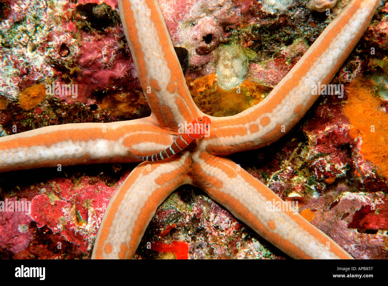 Tan star fish High Resolution Stock Photography and Images - Alamy