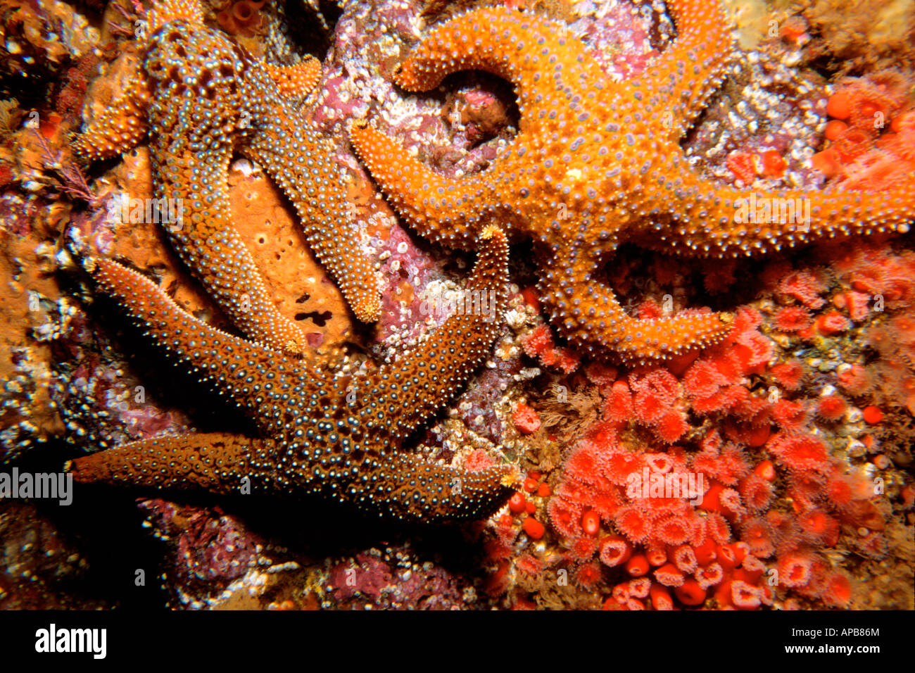 Ochre star Pisaster ochraceus Stock Photo - Alamy