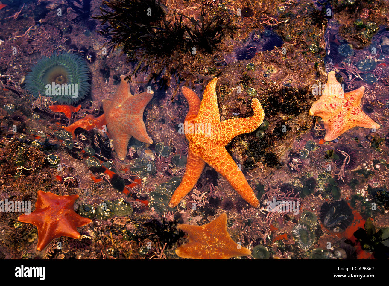 Seastars in tidepool Stock Photo - Alamy