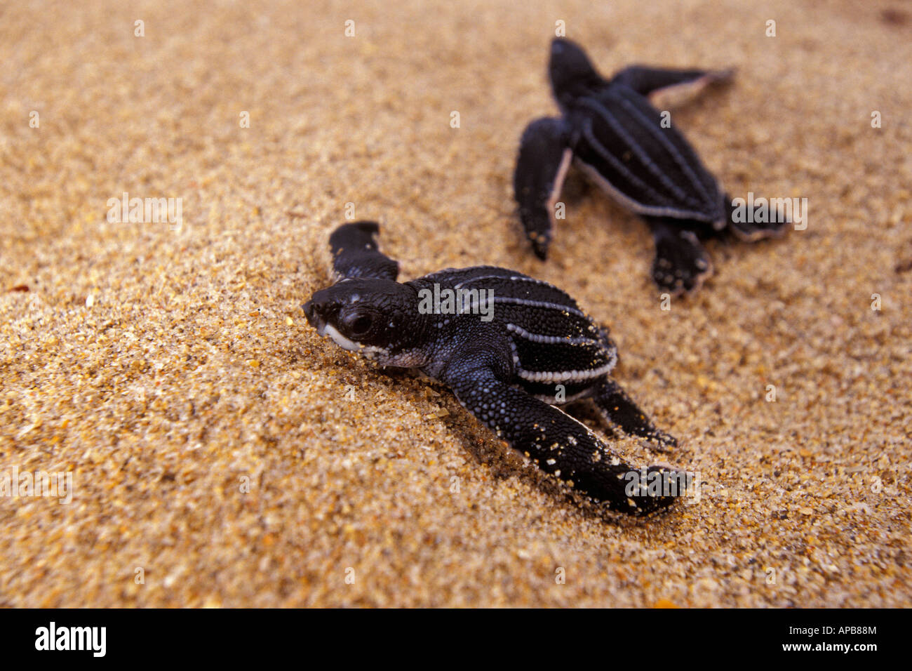 Baby leatherback turtle florida hi-res stock photography and images - Alamy
