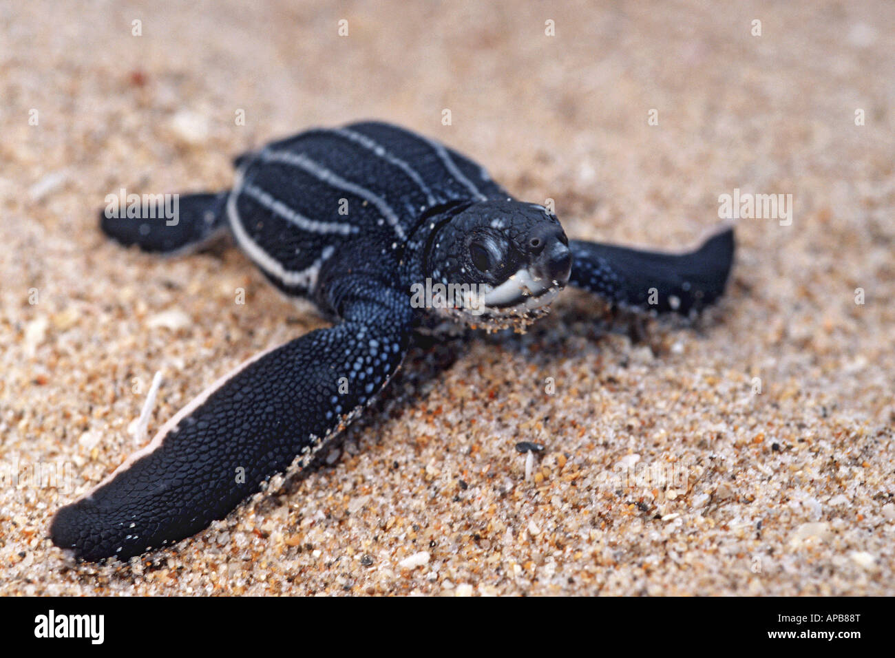 Leatherback Turtle Dermochelys coriacea Stock Photo - Alamy Leatherback Turtle Dermochelys coriacea Stock Photo - Alamy