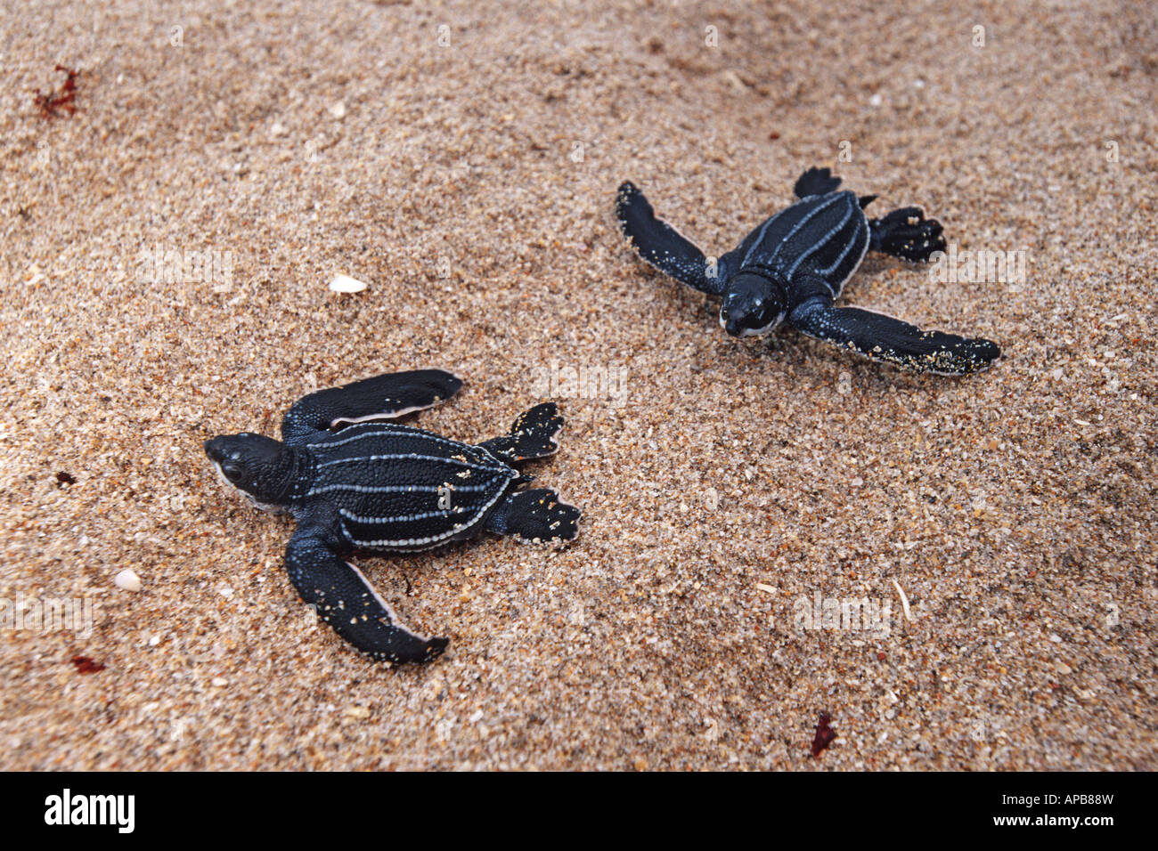 Baby leatherback turtle florida hi-res stock photography and images - Alamy