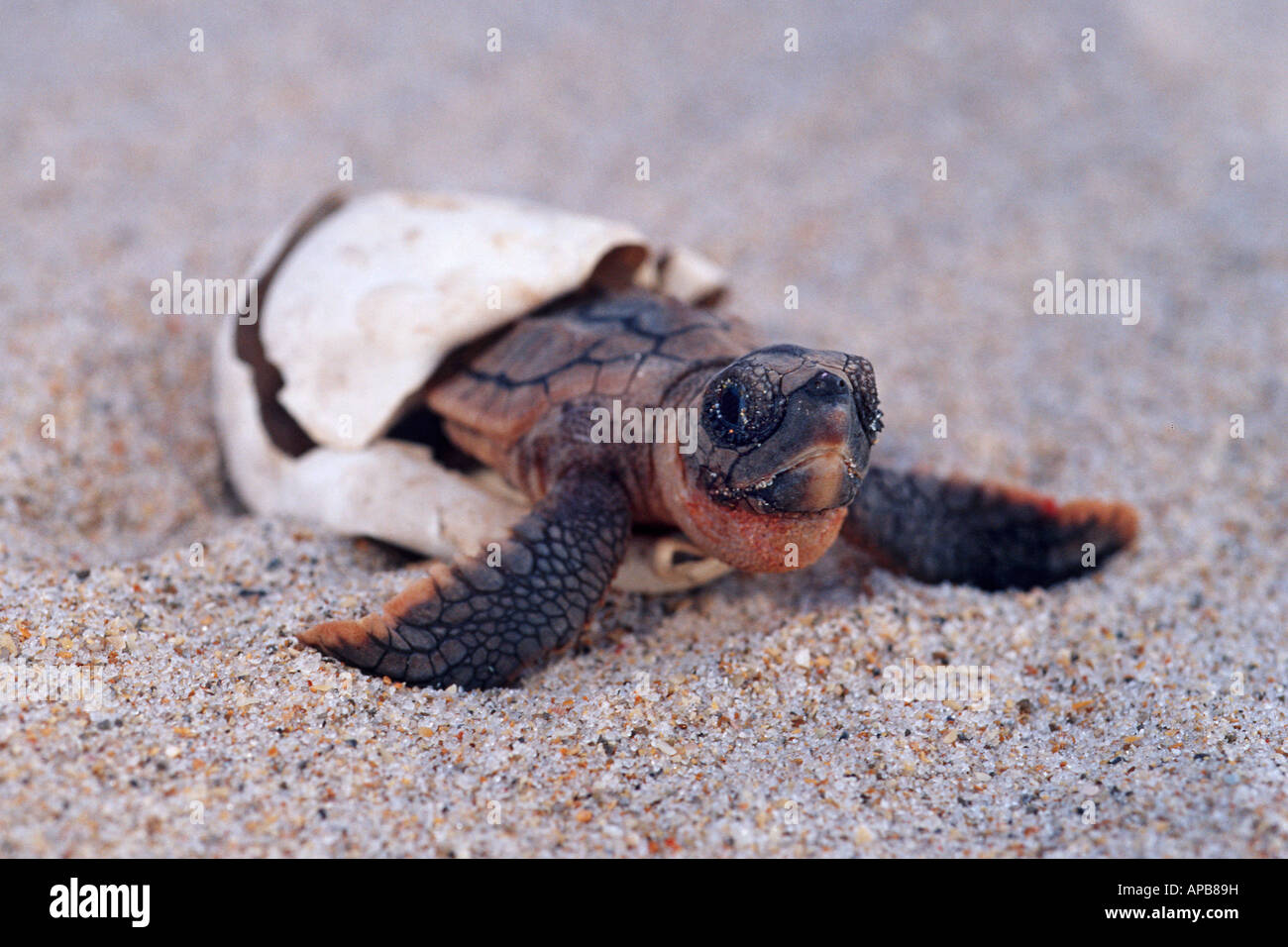 Loggerhead turtle Caretta caretta Stock Photo - Alamy