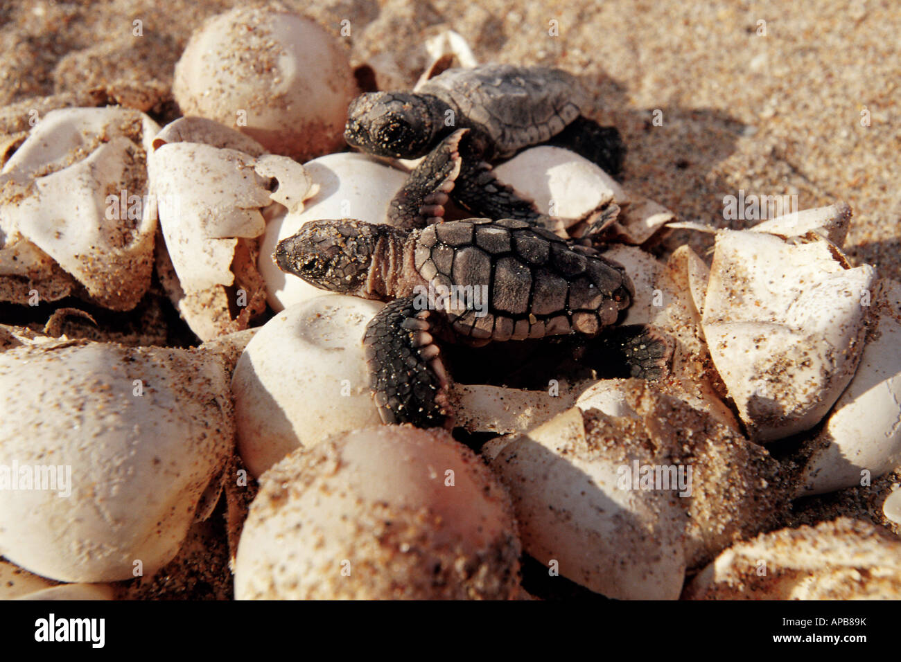 Loggerhead turtle Caretta caretta Stock Photo - Alamy