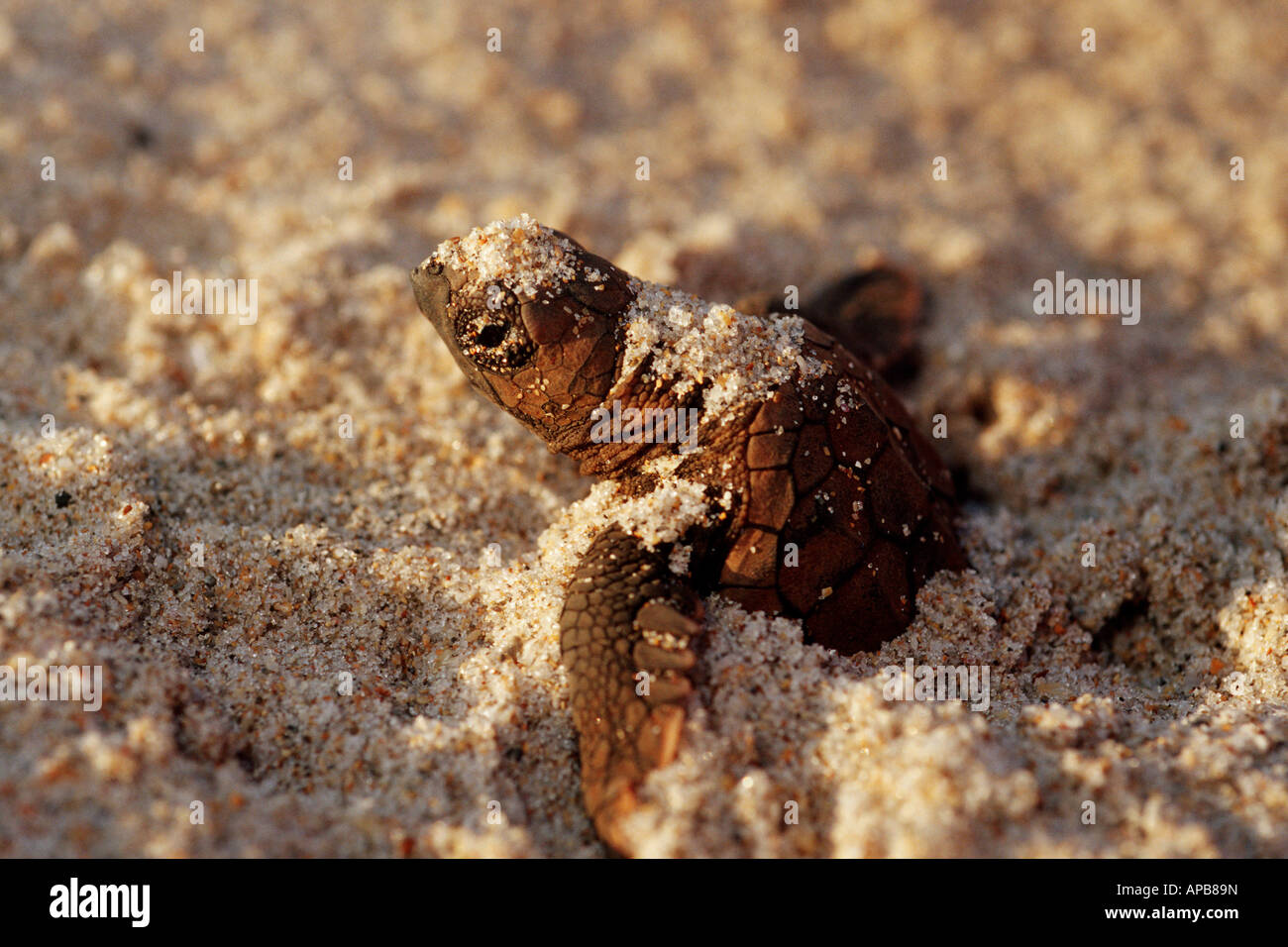 Loggerhead turtle Caretta caretta Stock Photo - Alamy