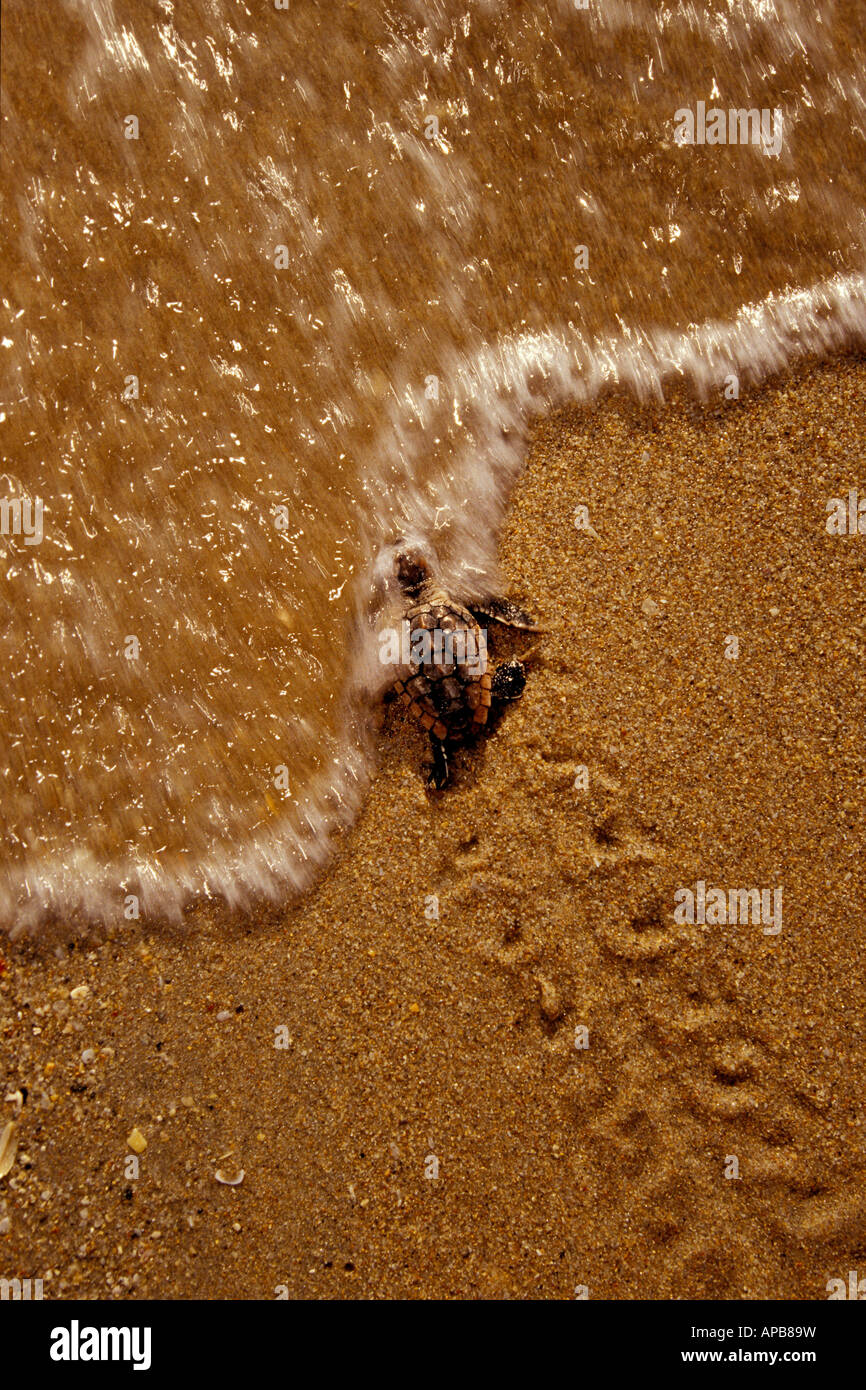 Loggerhead turtle Caretta caretta Stock Photo - Alamy