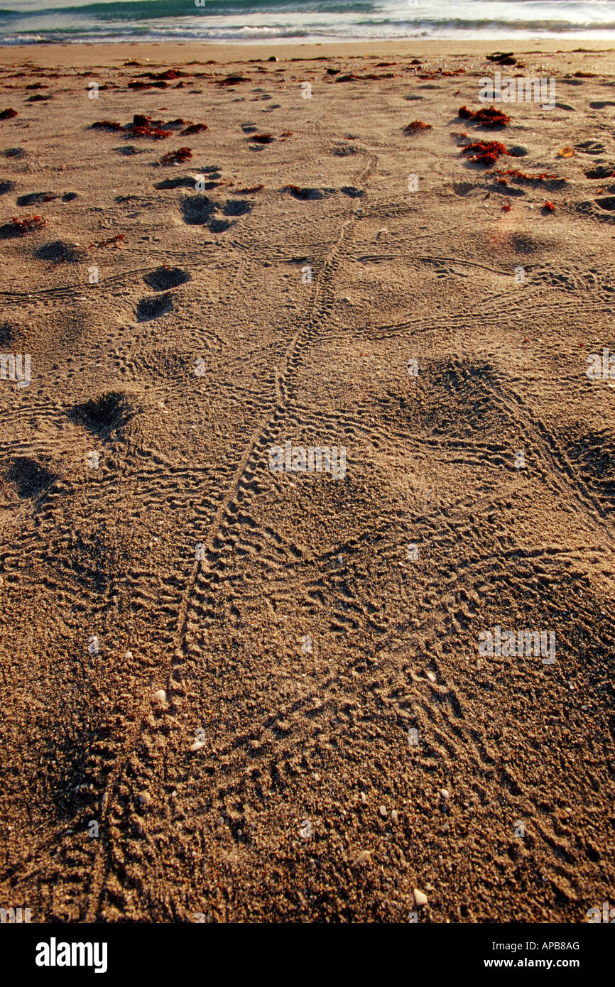 Sea turtle tracks in sand hi-res stock photography and images - Alamy