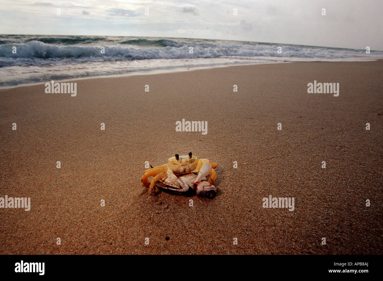 Turtle hatchling crab hi-res stock photography and images - Alamy