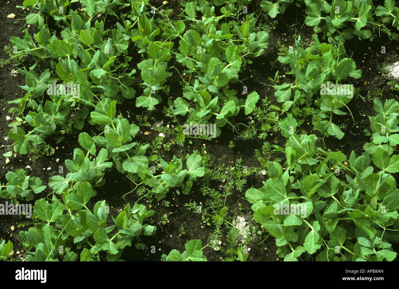 Scentless mayweed Matricaria perforata seedlings in a young pea crop ...