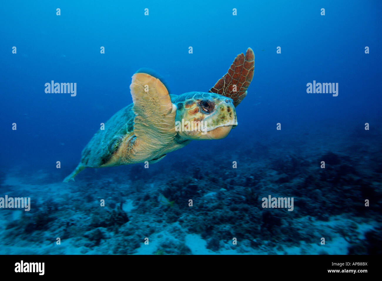 Loggerhead turtle Caretta caretta Stock Photo - Alamy