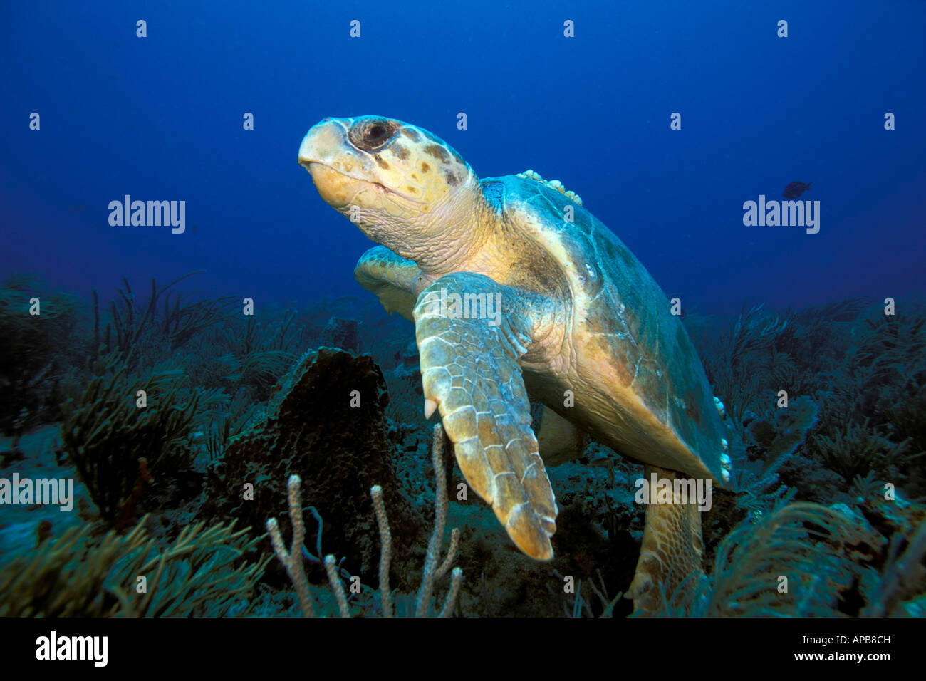 Loggerhead turtle Caretta caretta Stock Photo - Alamy
